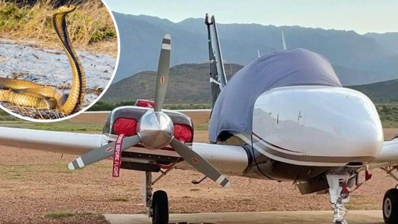 Pilot Lands Plane With Poisonous Cobra On His Back - My Engineers